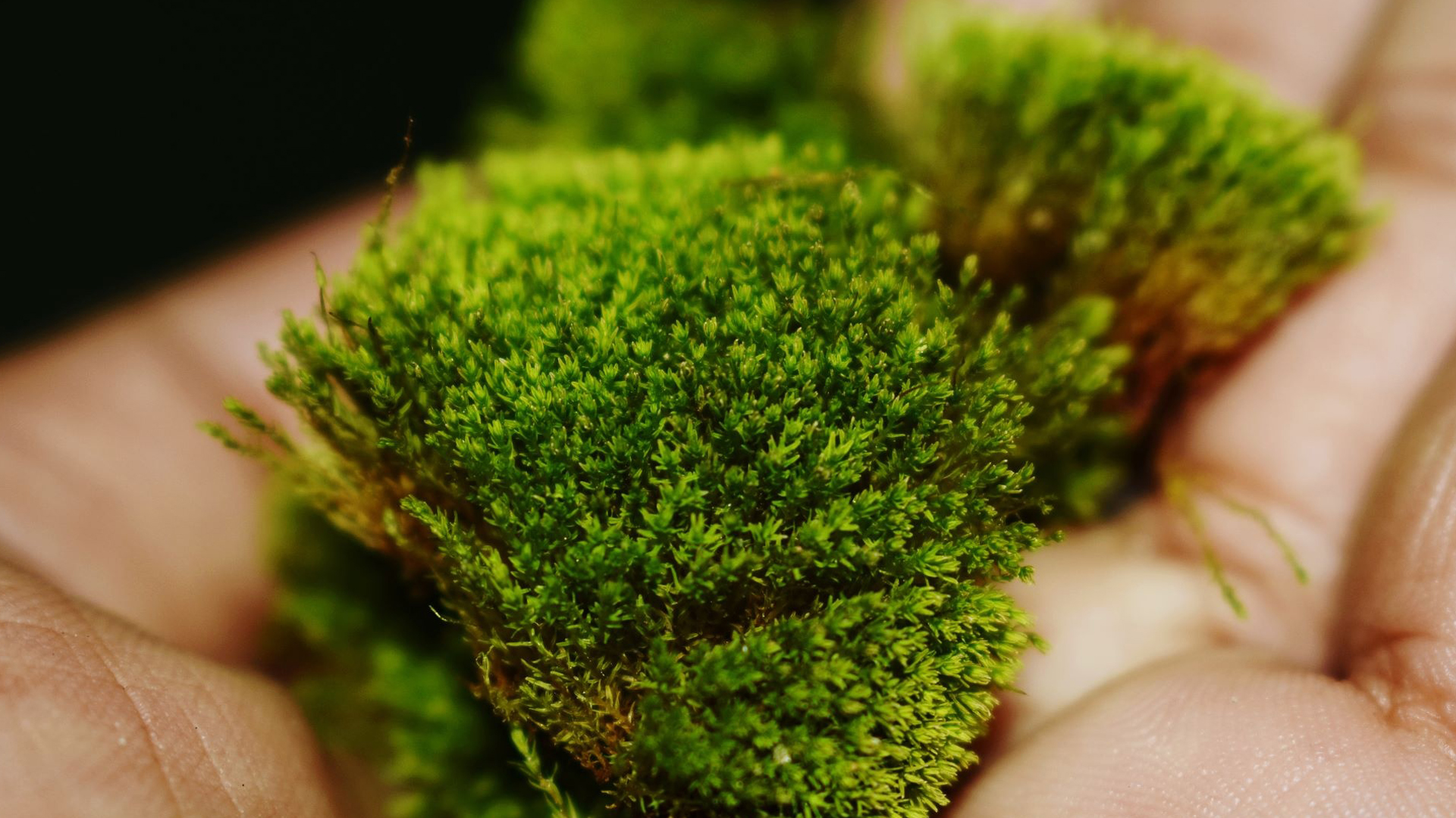 What is 'superhero moss?' How this plant could prevent floods