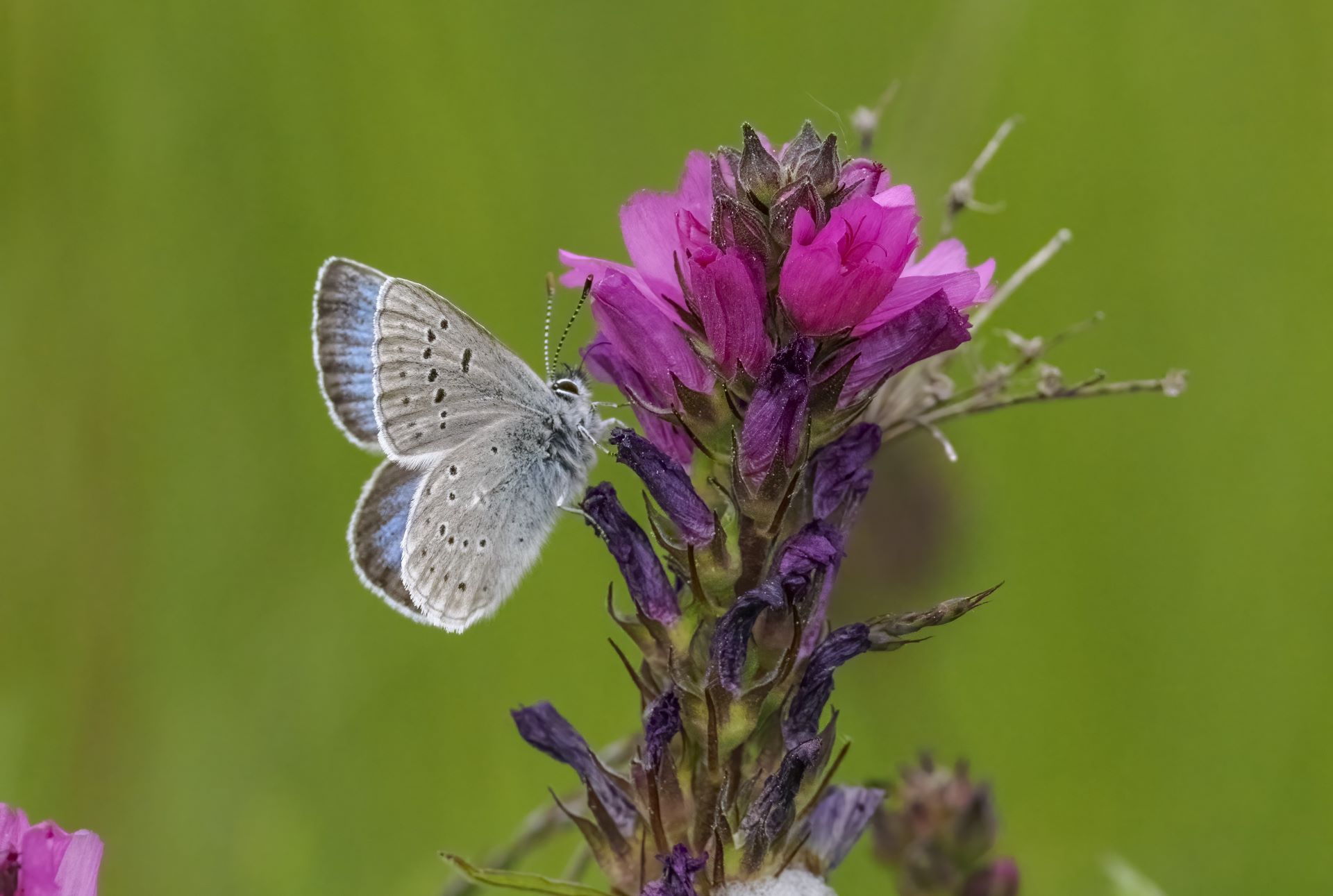 Habitat restoration saved rare, endangered Fender’s blue butterfly