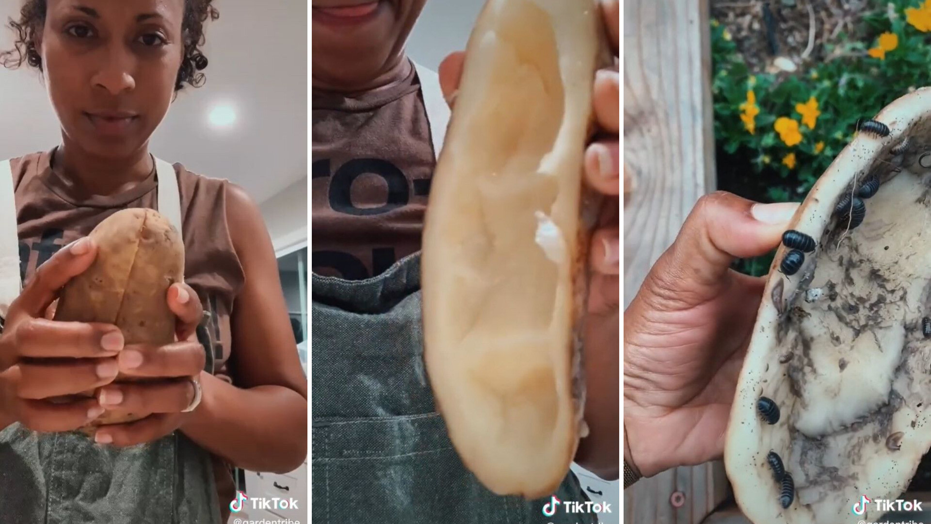 Gardener shares how to keep roly-poly bugs out of your garden