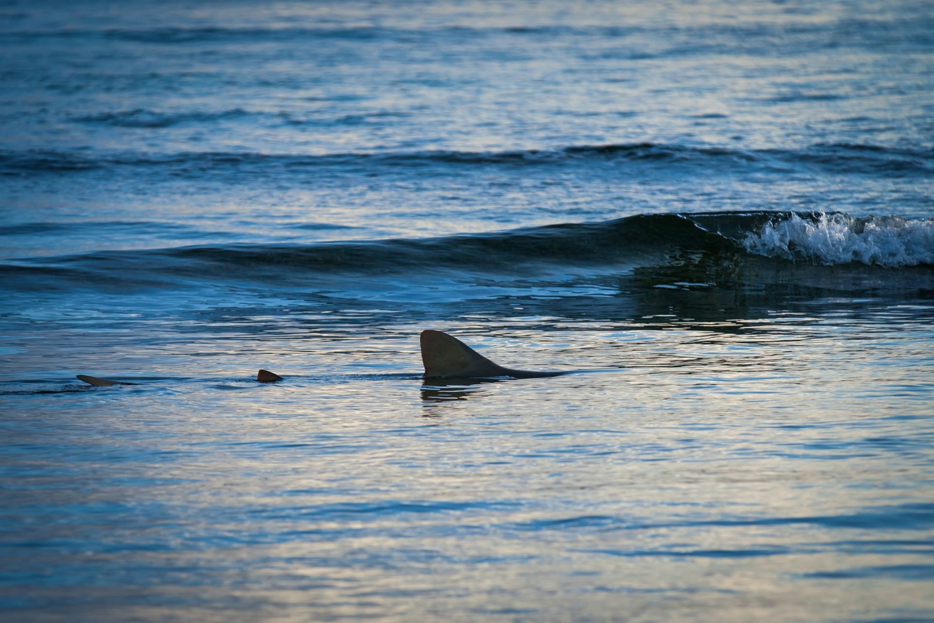 Lifeguards are now using SharkSmart drones to protect us from sharks