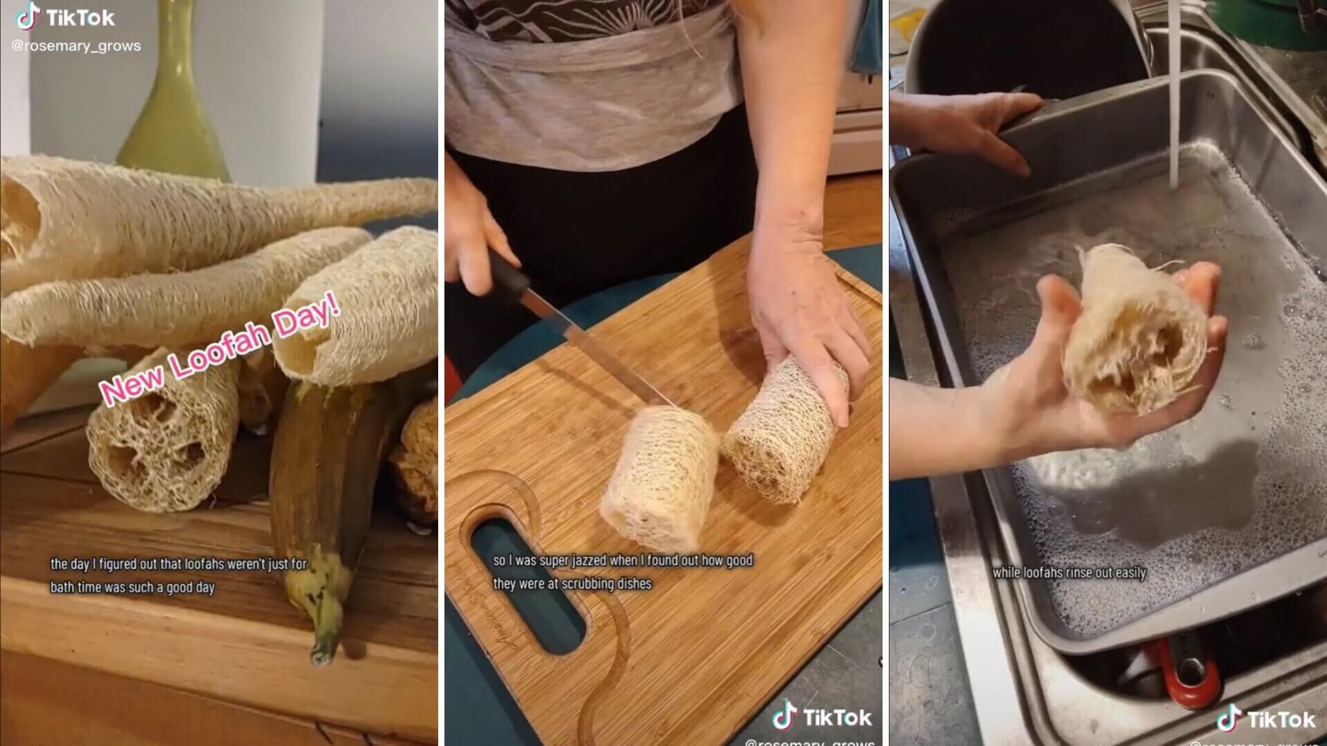 TikToker shows how you can 'grow' your own loofah at home