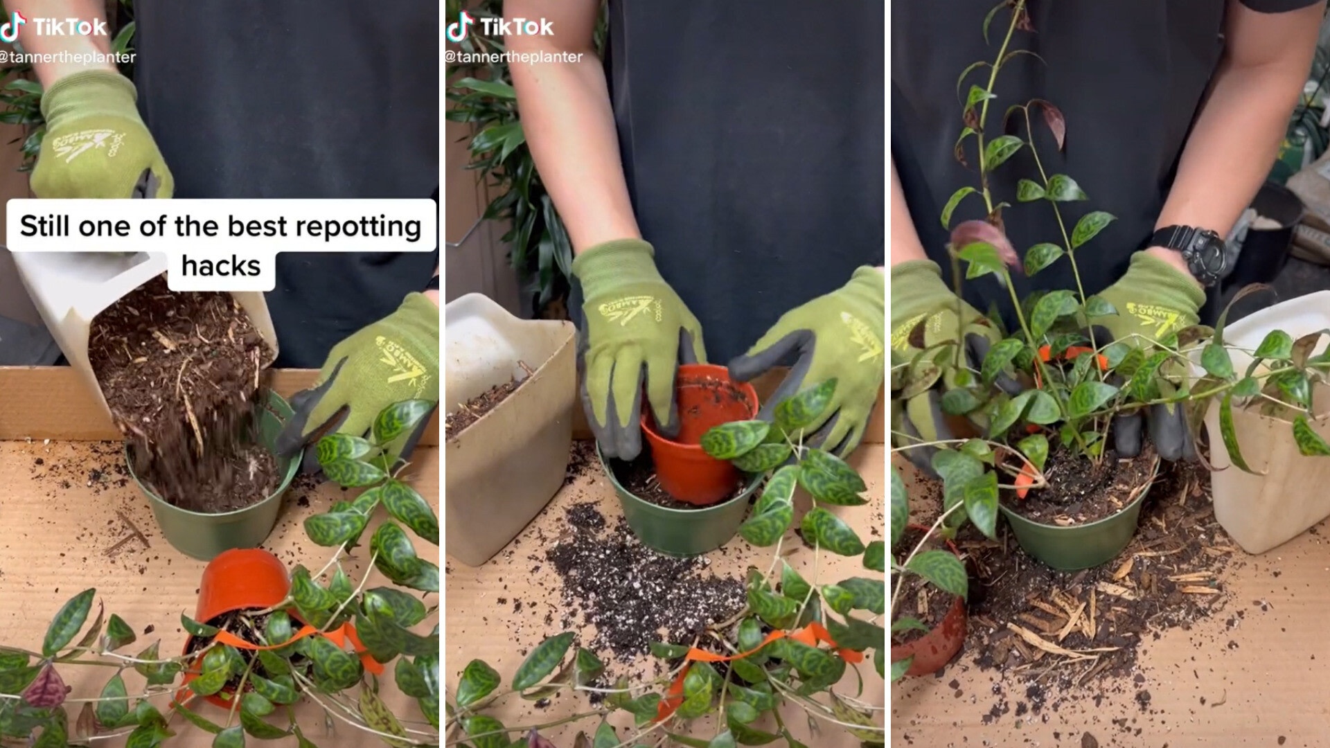 Gardener shows what most people miss during replanting