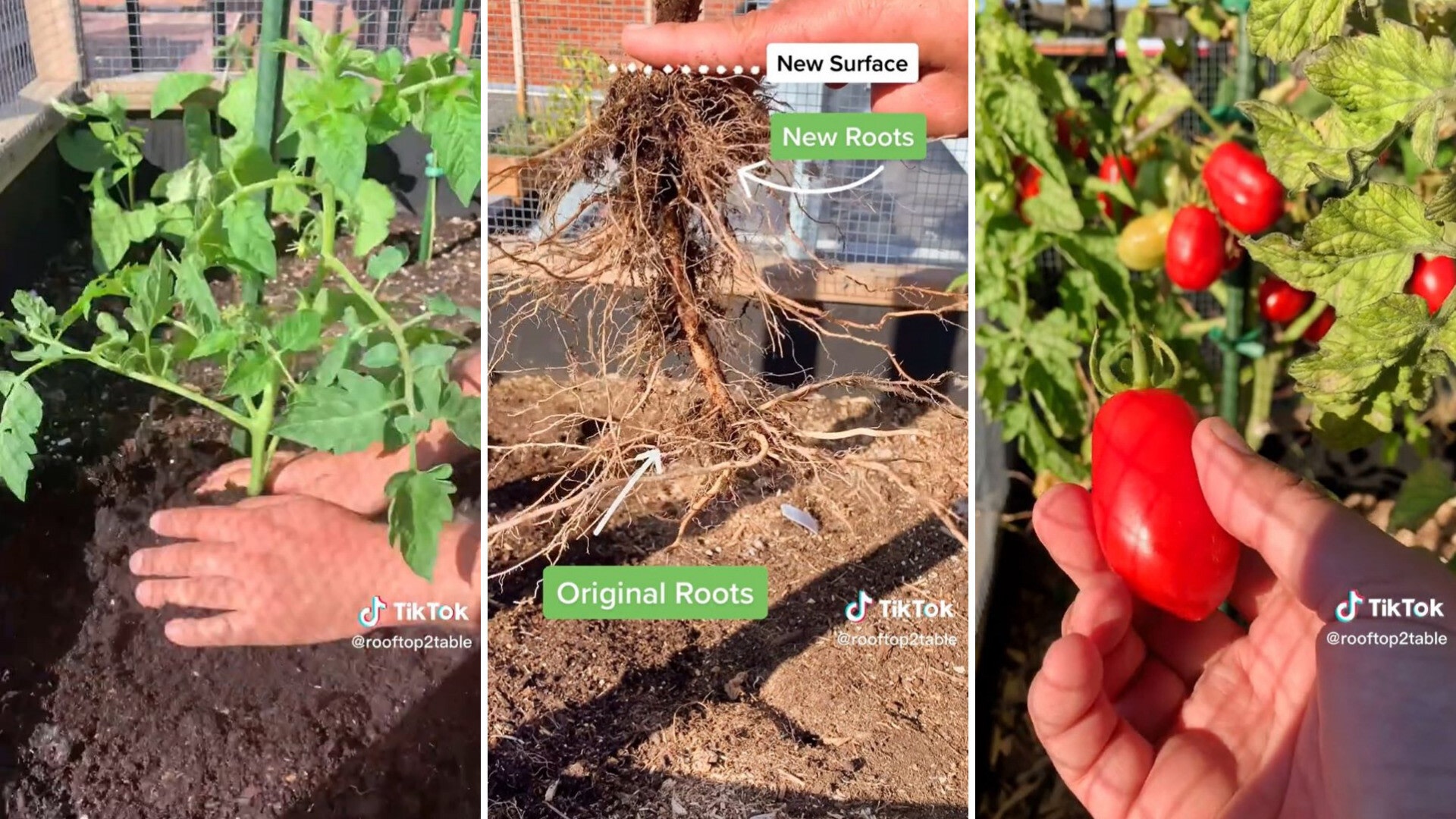 The secret to a healthy tomato plant is hidden in the soil