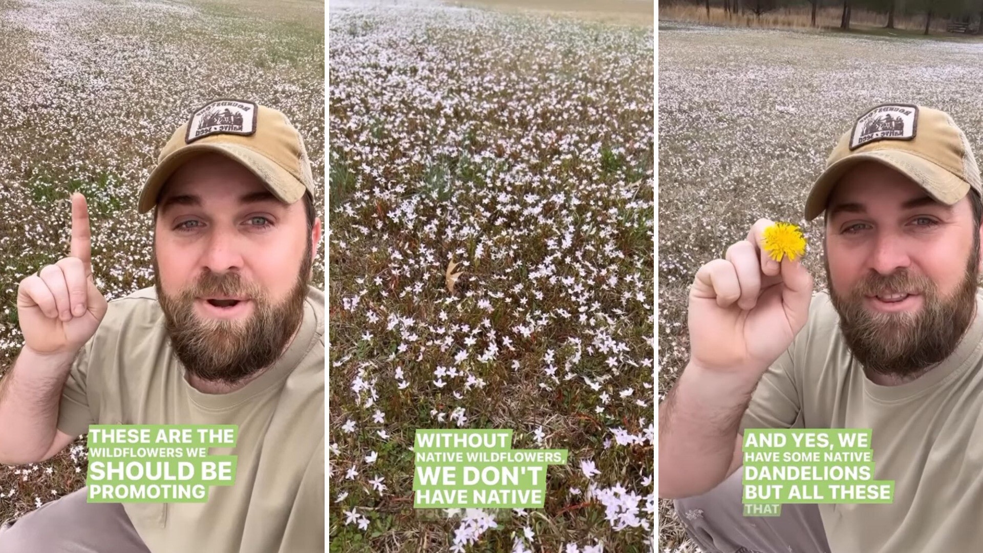 Forester says native flower species are key for a successful lawn