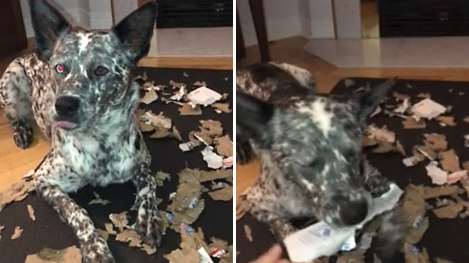 Dog owner shares how their smart pup recycles cardboard