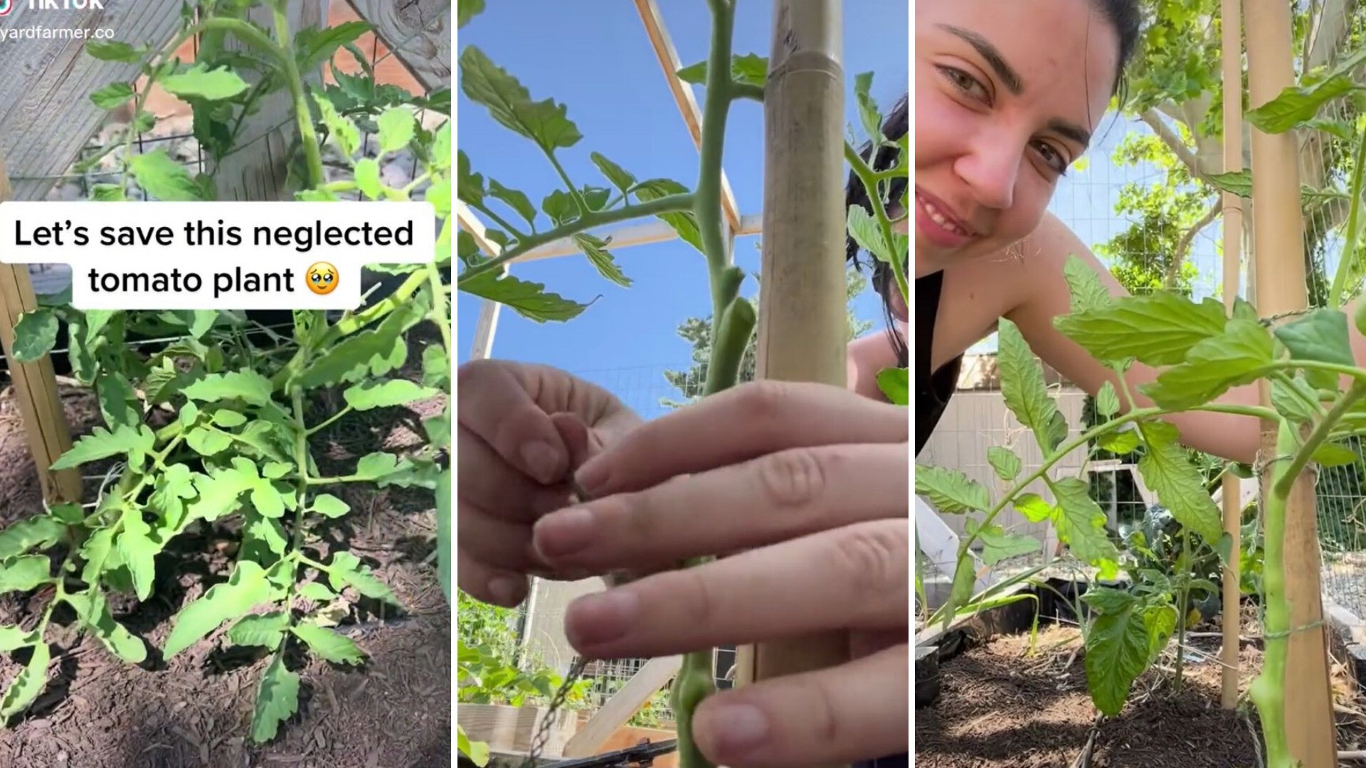 Gardener rehabilitates forgotten and neglected tomato plant