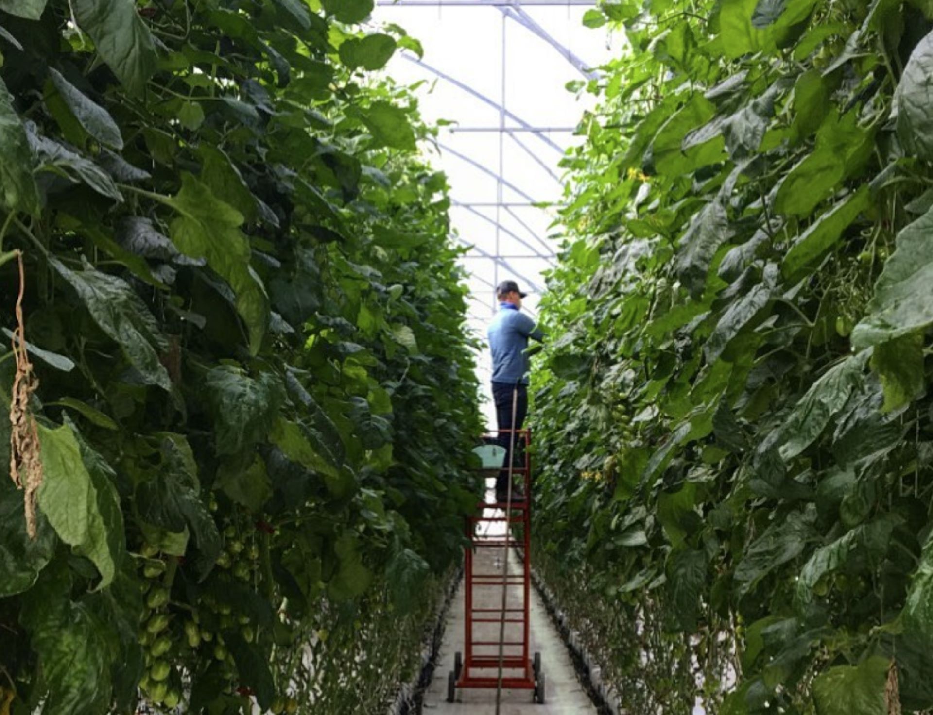 Rising Farms sees productivity spike with indoor farming
