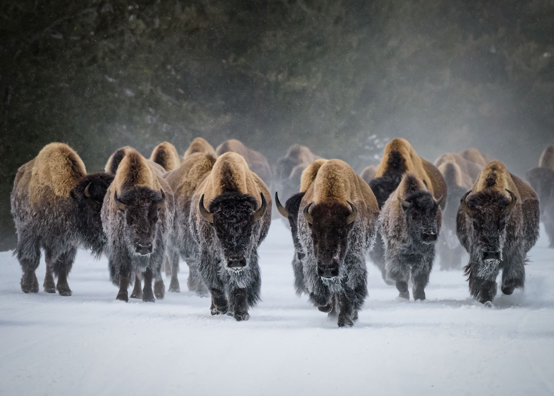 Reintroducing bison could have a surprising impact on the planet