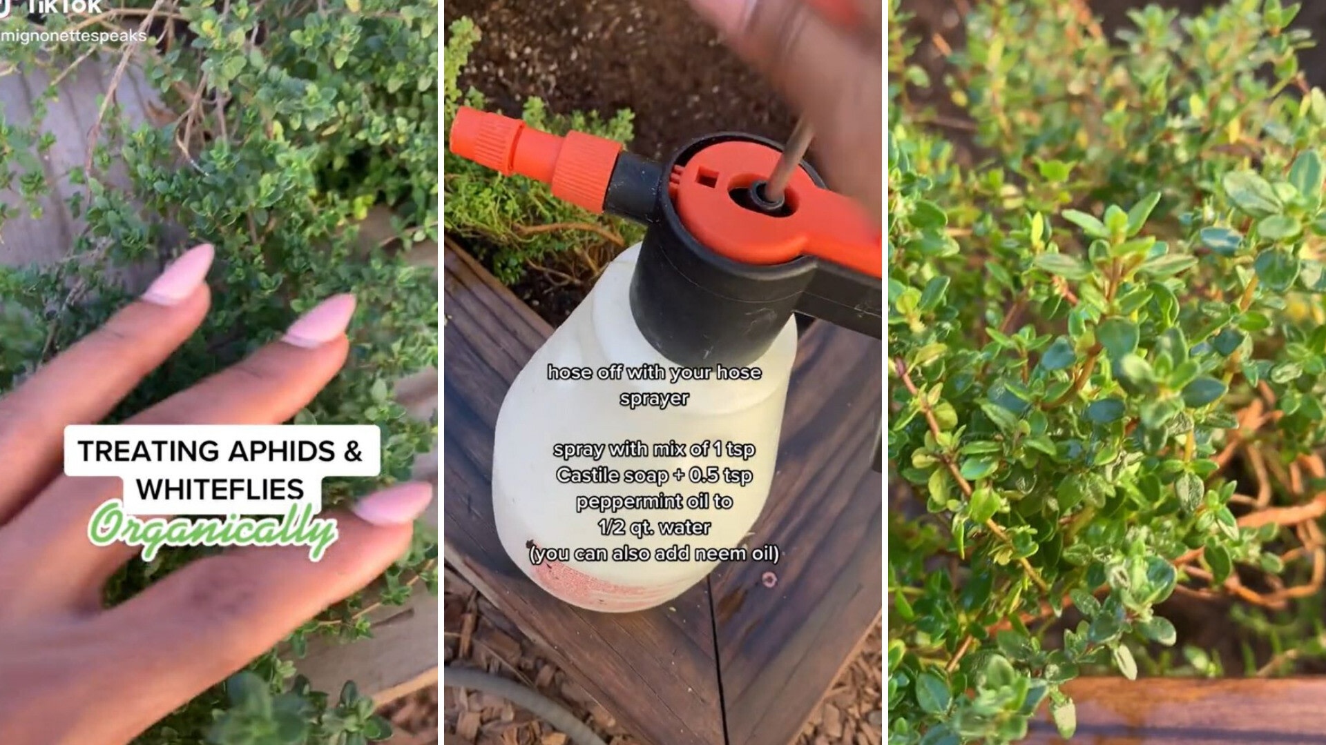 This at-home solution repels garden aphids without harsh chemicals