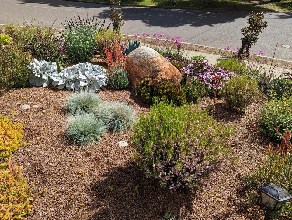 Redditor shares their native lawn after ditching their grass lawn