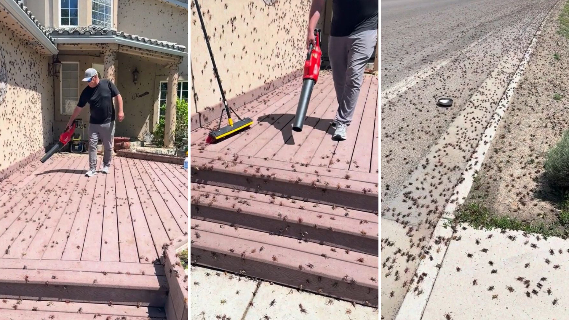 Massive swarm of Mormon crickets blankets city, fueling nightmares and ...