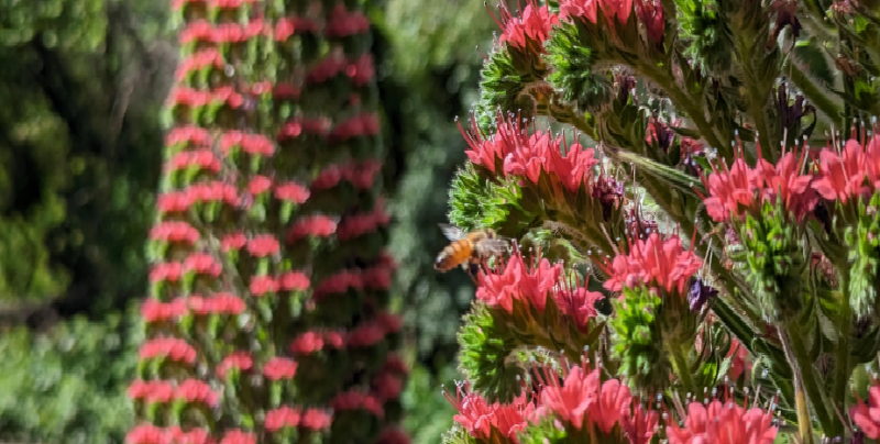 Homeowner flaunts ‘stunning’ native lawn transformation: 'Absolutely ...