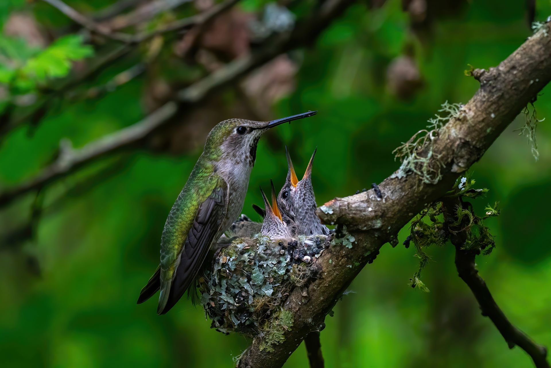 Study reveals strange new adaptation of several bird species