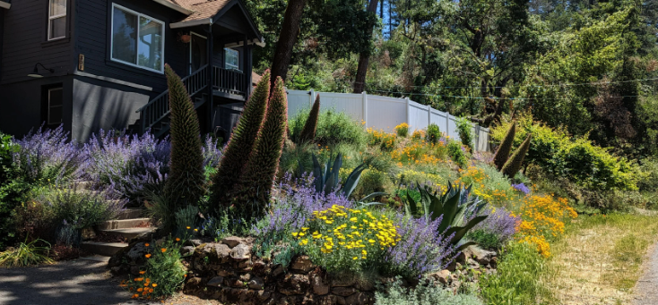 Homeowner flaunts ‘stunning’ native lawn transformation: 'Absolutely ...