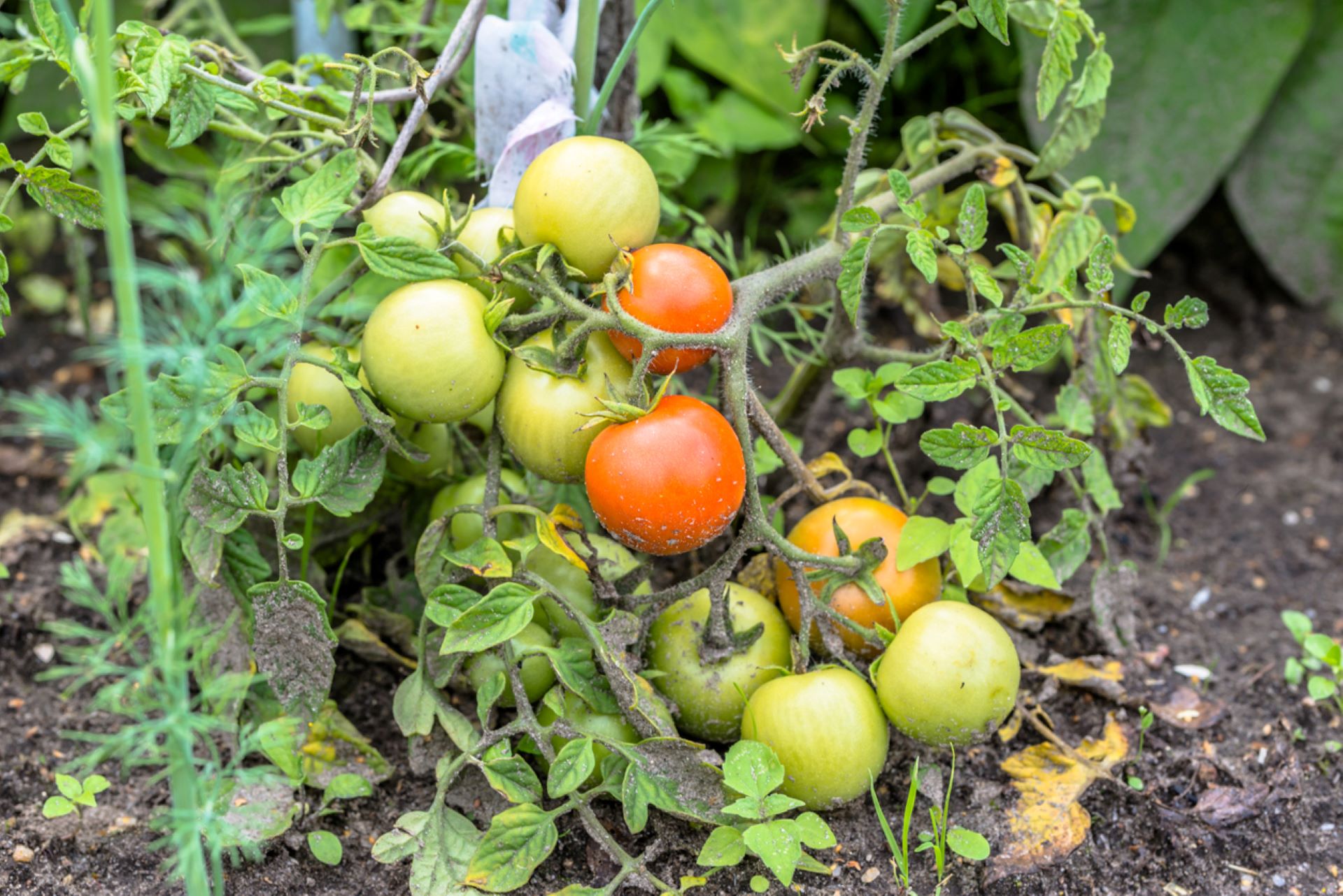 Scientists discovered a game-changing tomato that can beat rot and ...