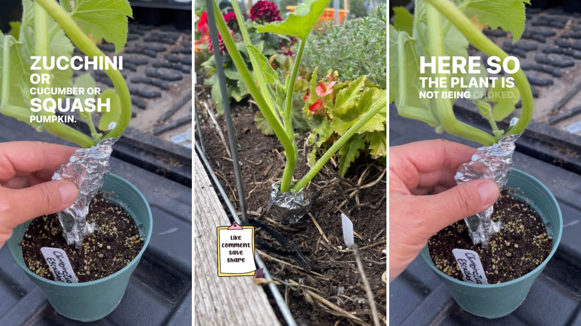 Gardener shares hassle-free hack for protecting plants your plants from ...