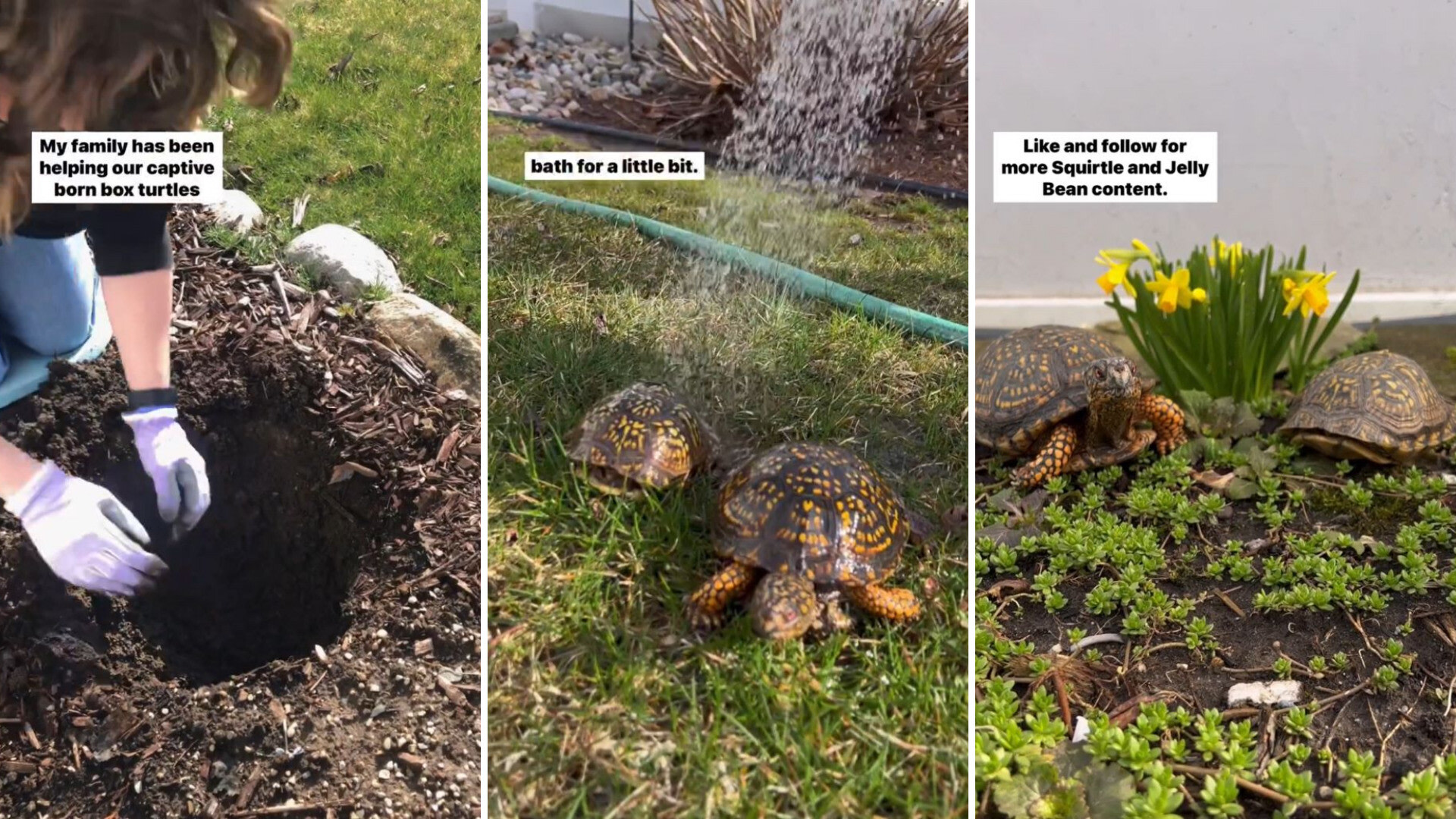 Expert explains why she has buried her pet turtles in the backyard for ...