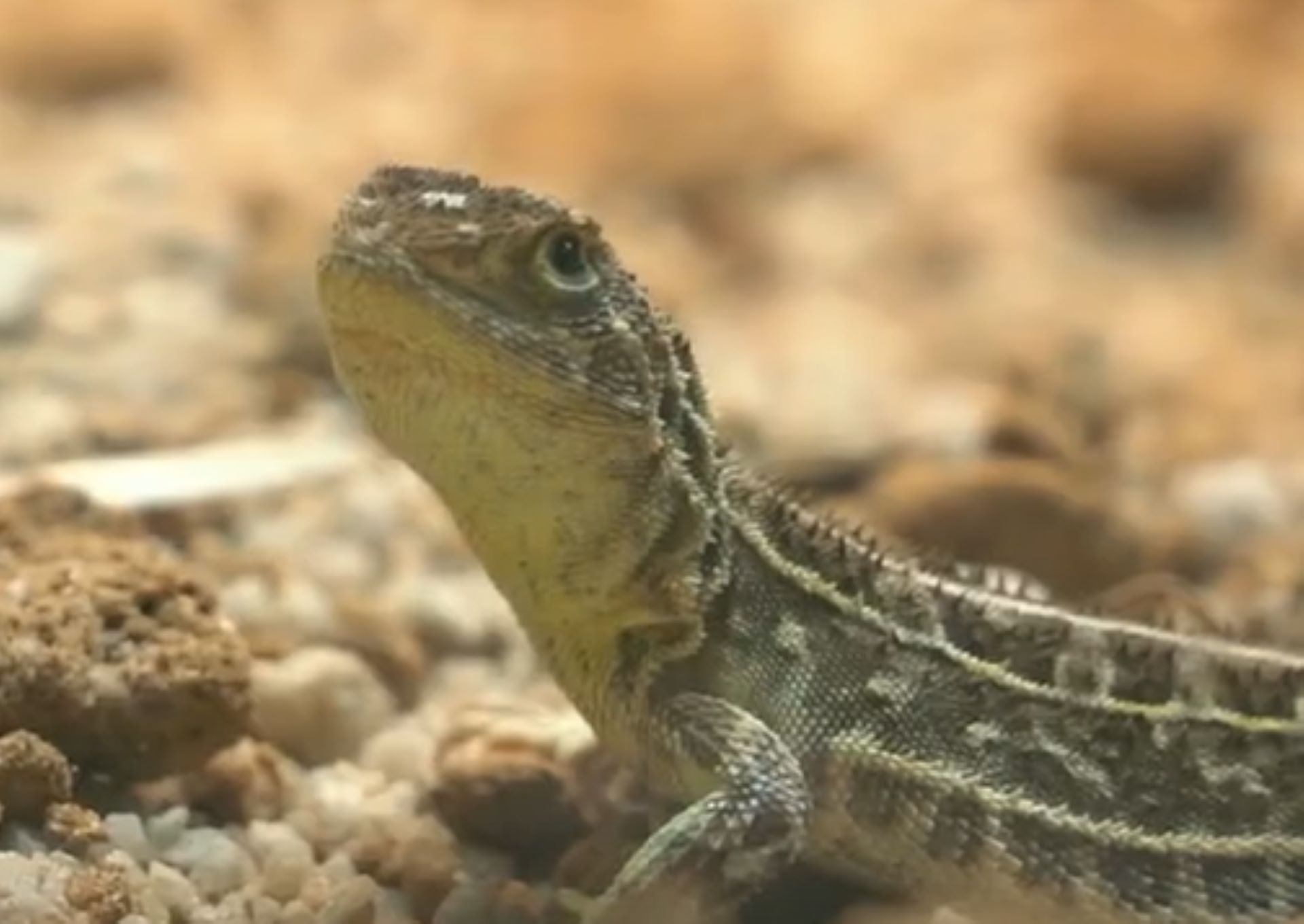 Scientists have rediscovered a rare, earless dragon that supposedly ...