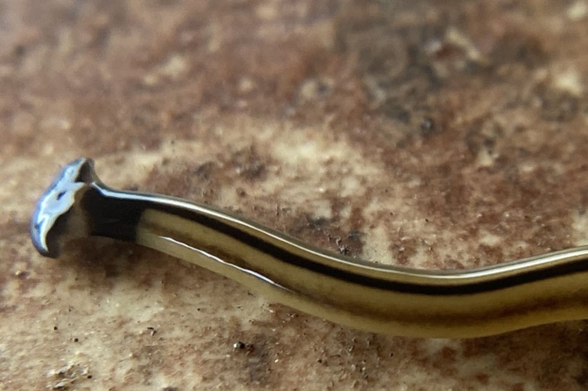 Invasive worms containing 'lethal neurotoxin' found thriving in several ...