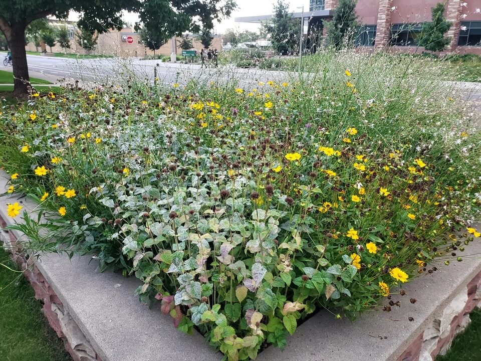 Student shares photos of their school's unique landscaping ...