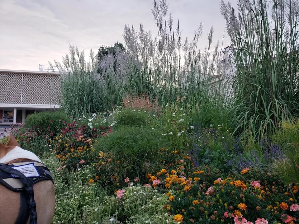 Student shares photos of their school's unique landscaping ...