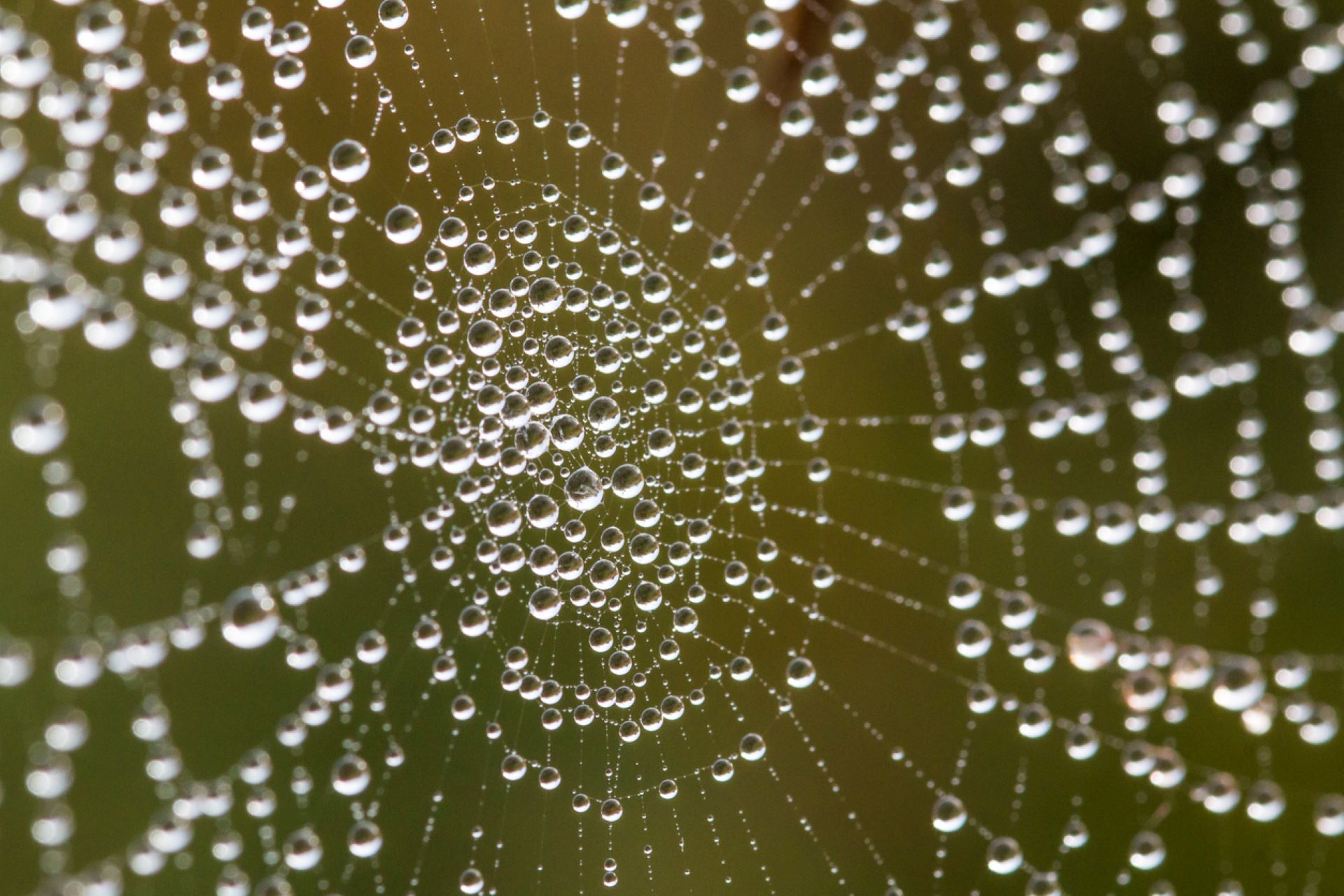 Scientists take inspiration from spiders with new, ultra-strong ‘smart ...