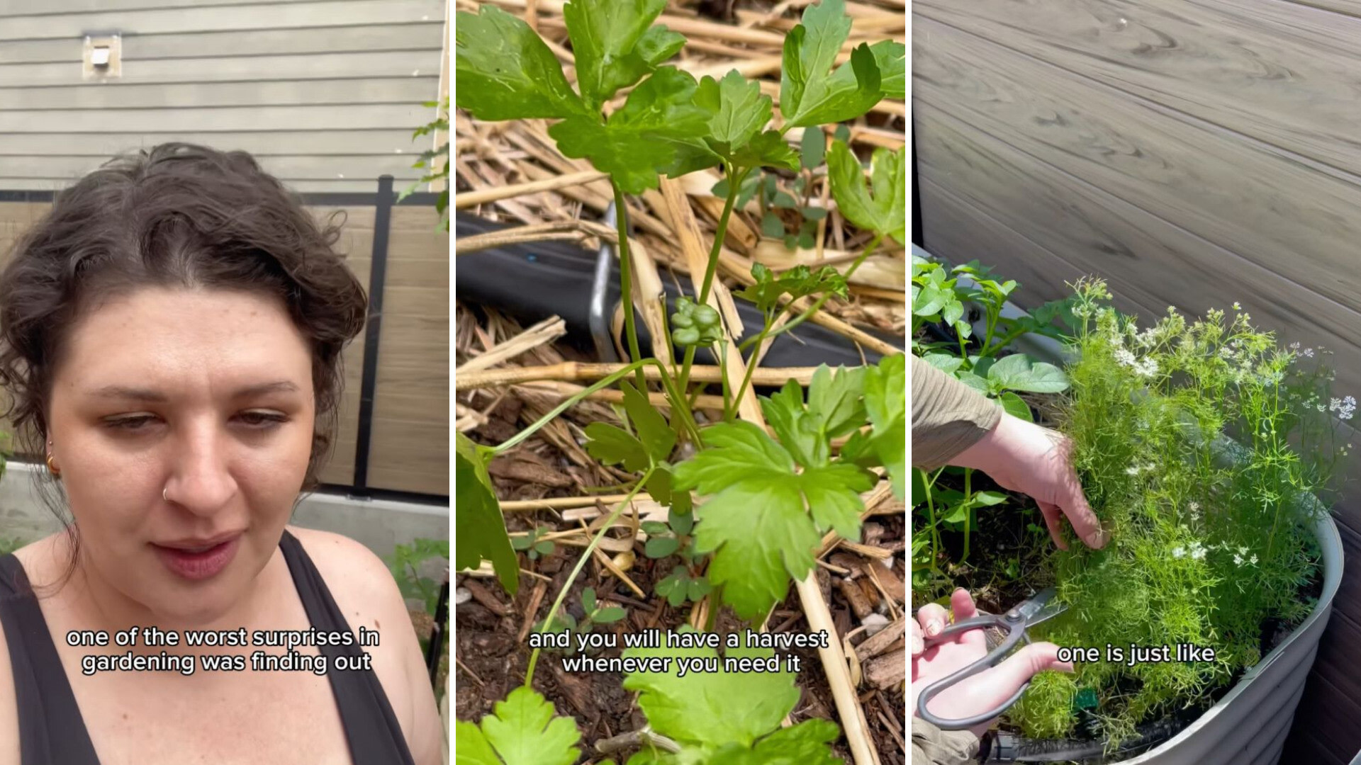 Gardener shares unbelievably simple tip for helping your herbs grow all ...