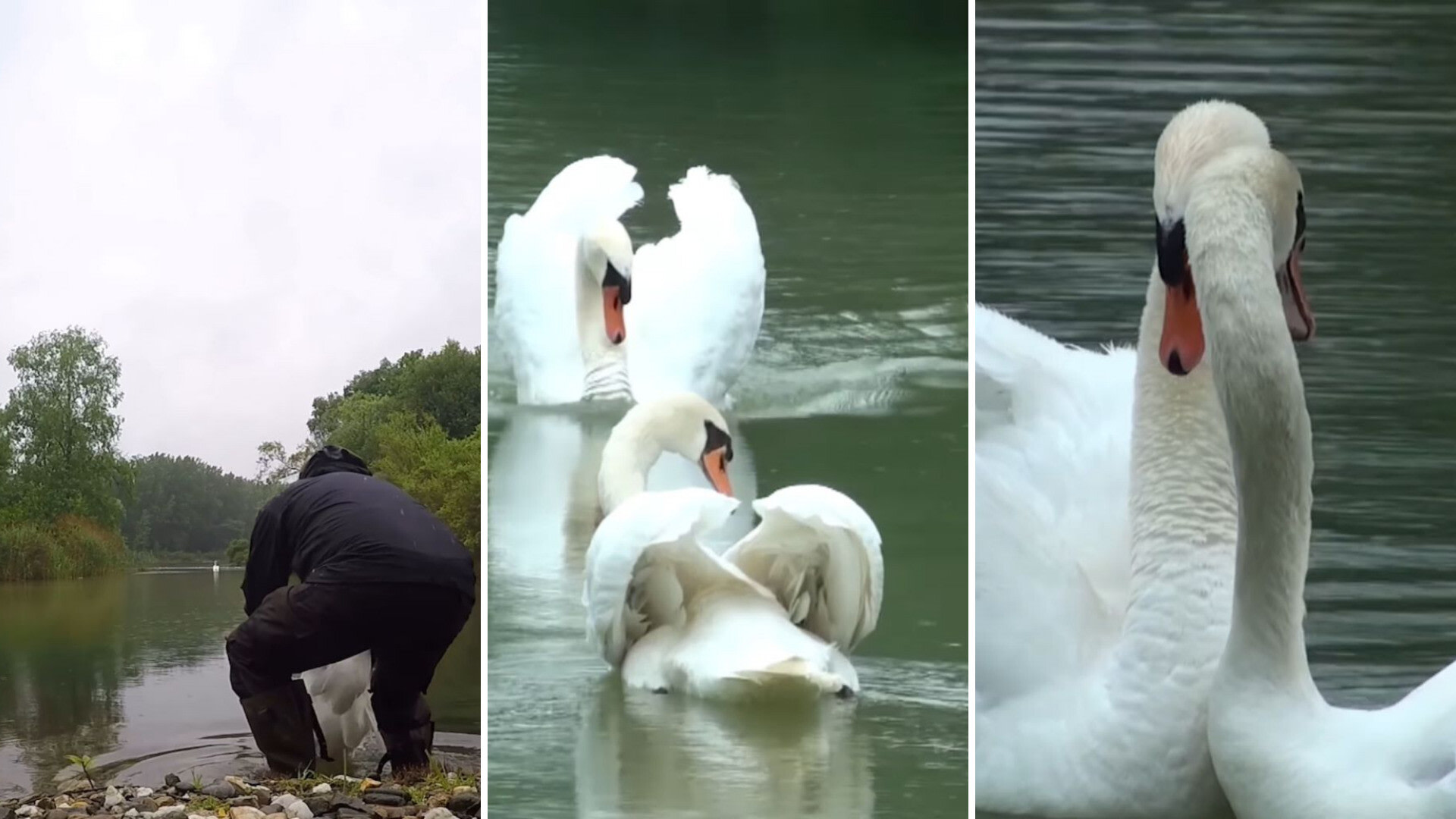 Heart wrenching video shows swans reuniting after one spent weeks in a ...