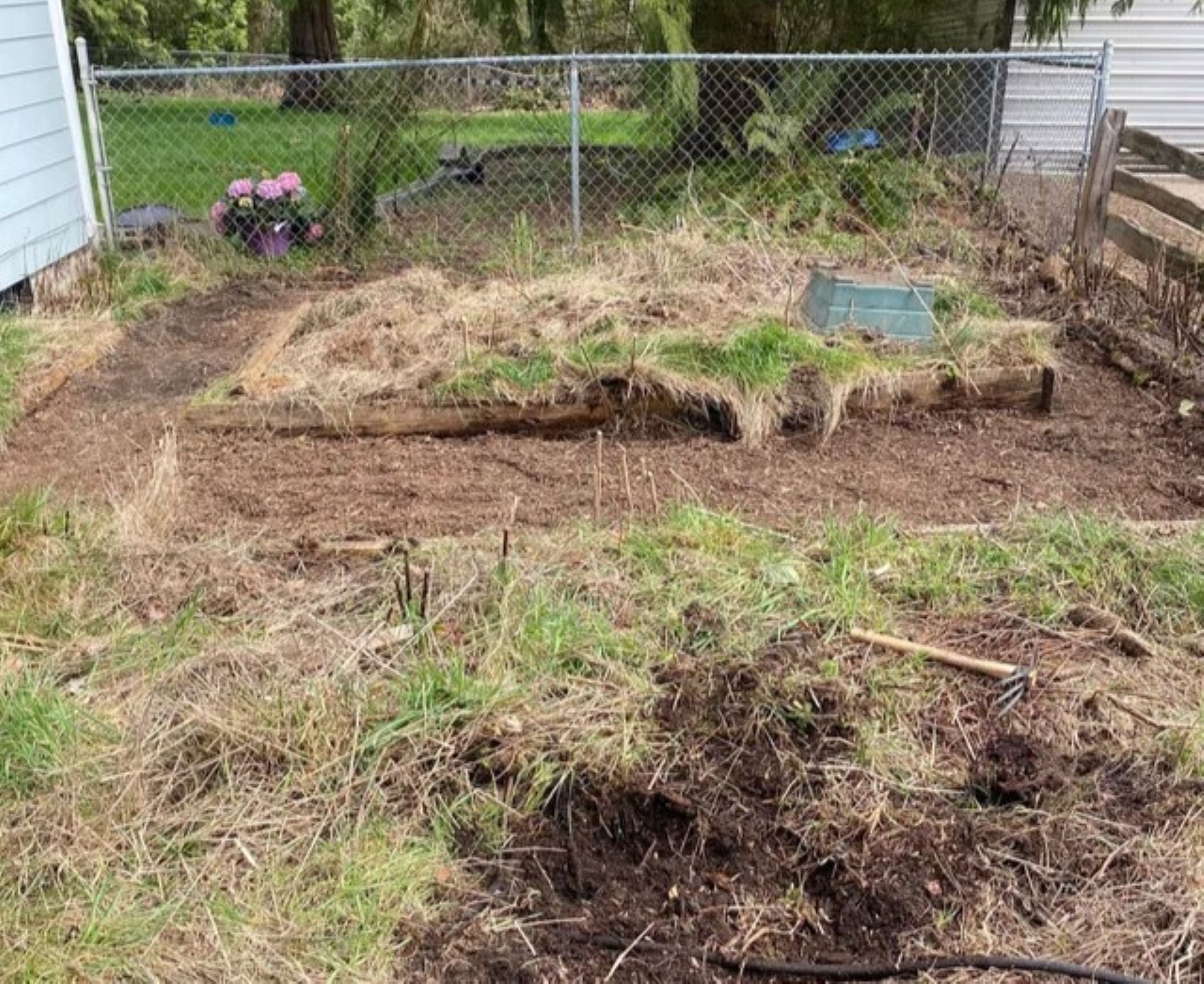 Novice gardener shares before-and-after photos of their amazing yard ...