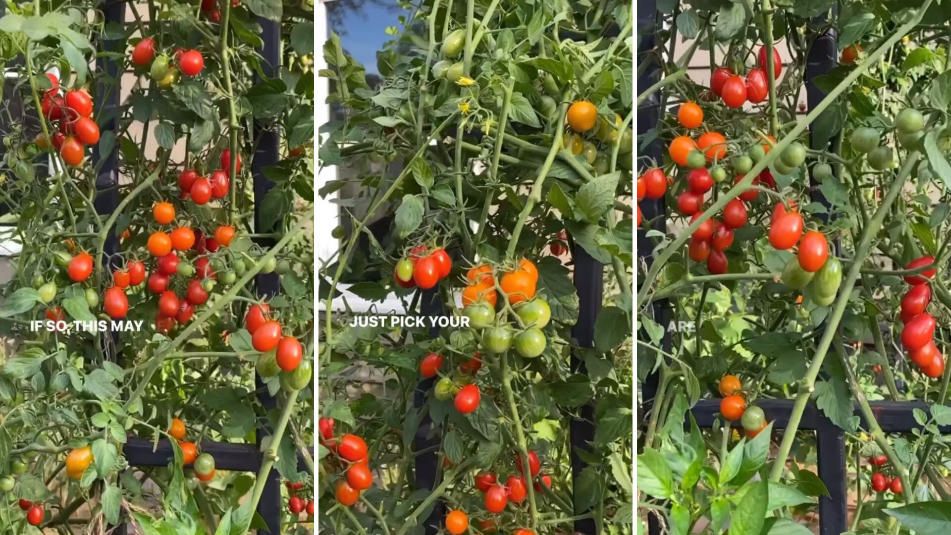 Gardener reveals shocking reason your tomatoes may not be turning red ...