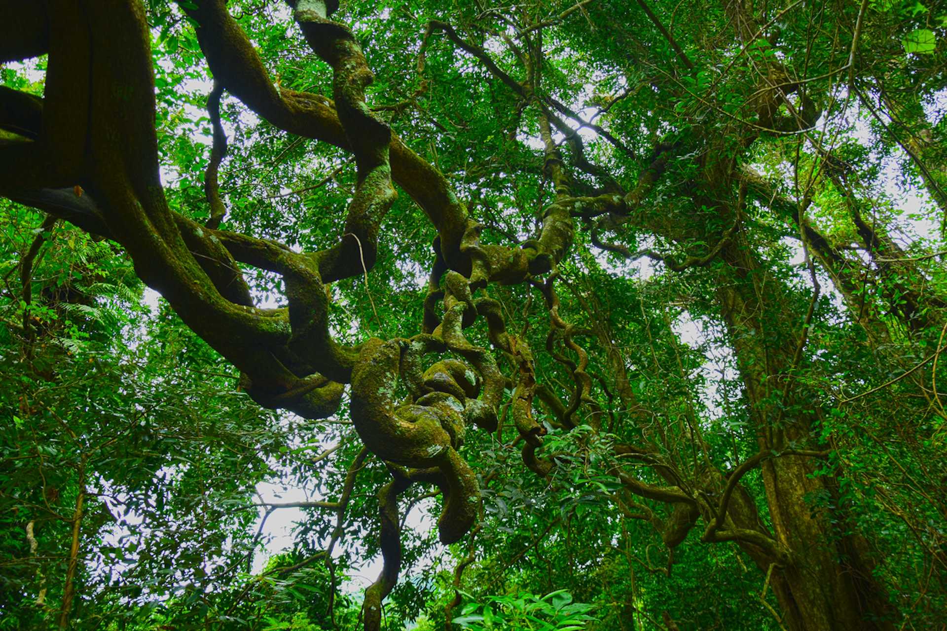 Scientists sound alarm after research finds new danger for tropical ...