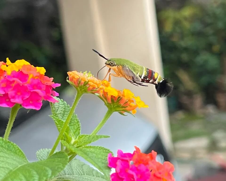Mom discovers confounding 'flying shrimp' creature while walking ...