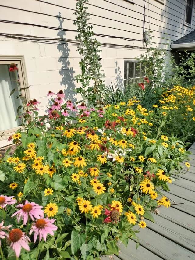 Homeowner shares 'stunning' photos of their garden after letting it ...