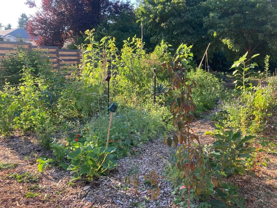 Gardener shares before-and-after photos of transformation from barren ...