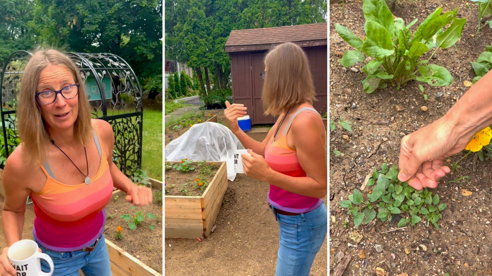 Doctor shares how you can easily turn your yard and garden into a tick ...