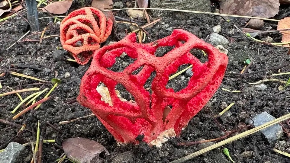 Gardener shares wild photo of 'alien’ growth discovered after days of ...