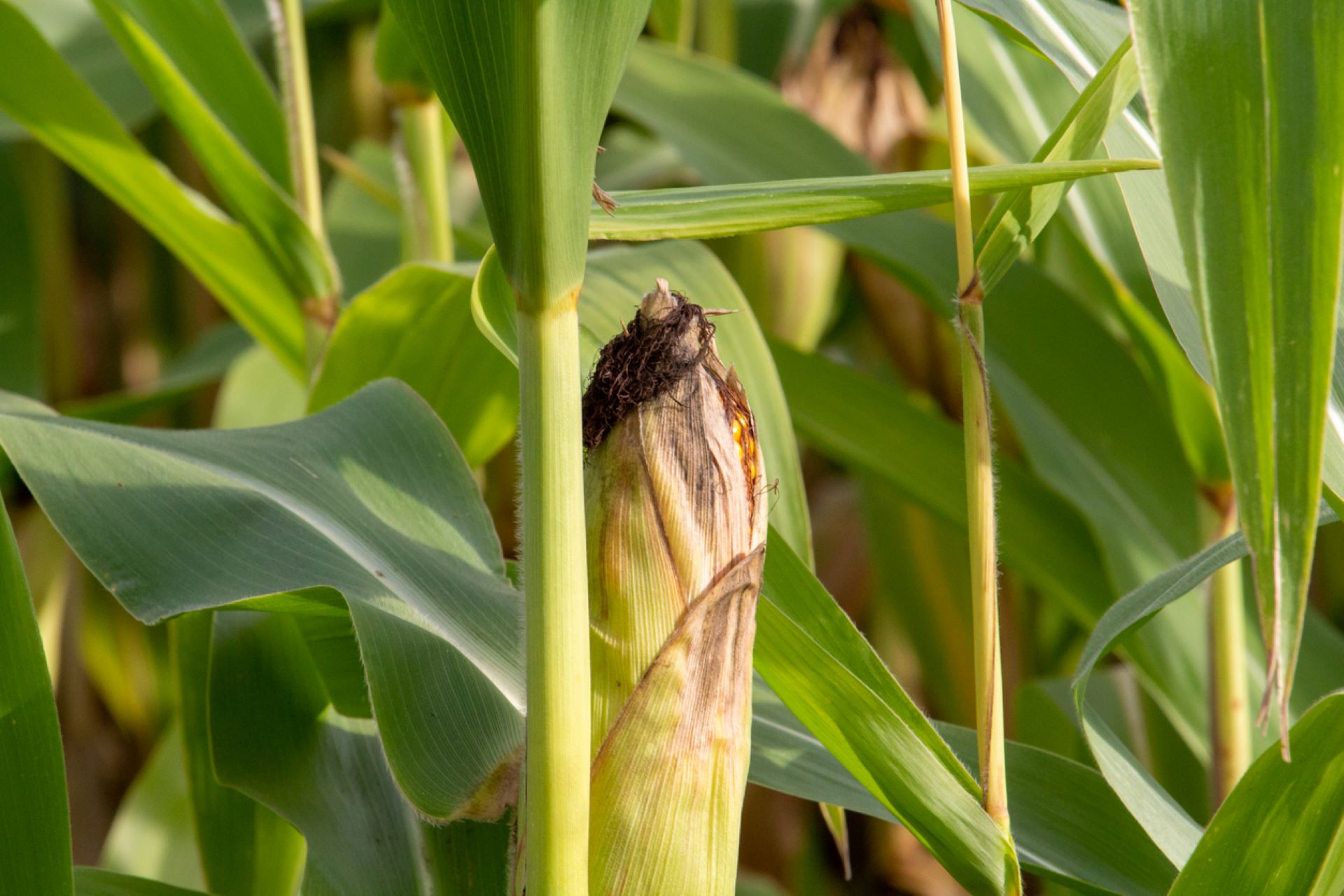 Gardener elated after discovering massive growth on corn cob: ‘A very ...