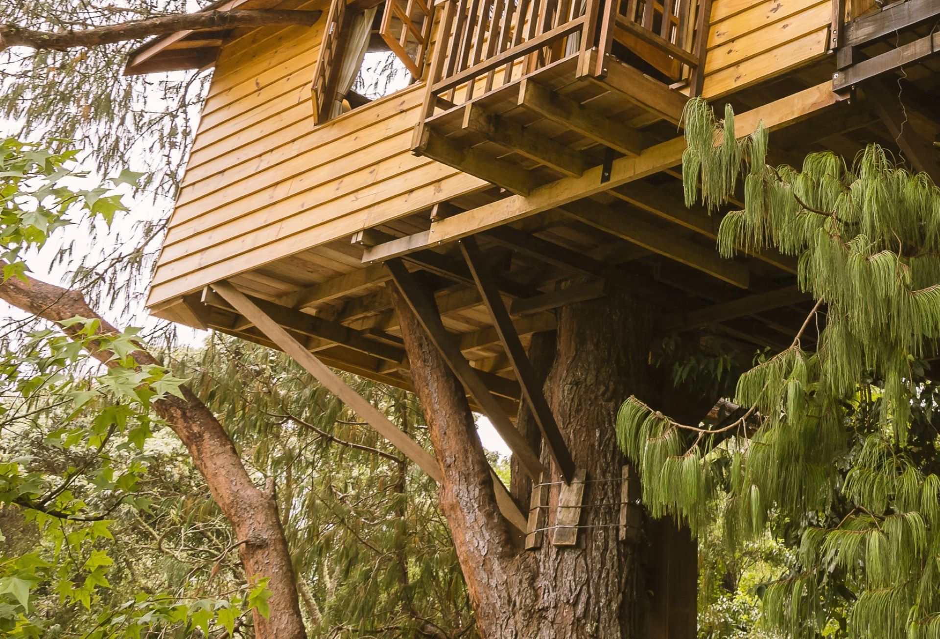 Father faces heartbreaking response after HOA discovers the treehouse ...