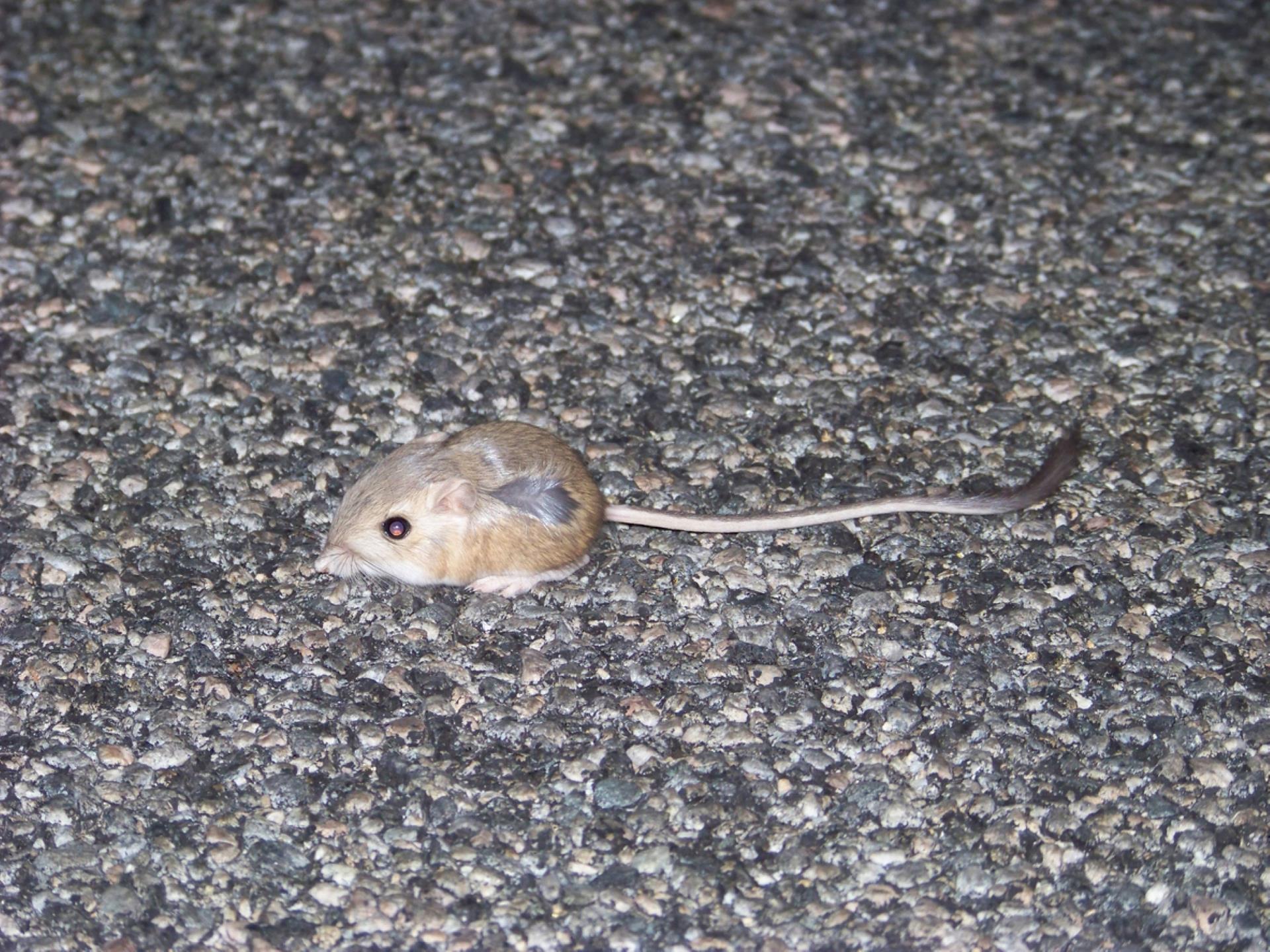 Near-extinct keystone animal spotted for first time in almost a century ...