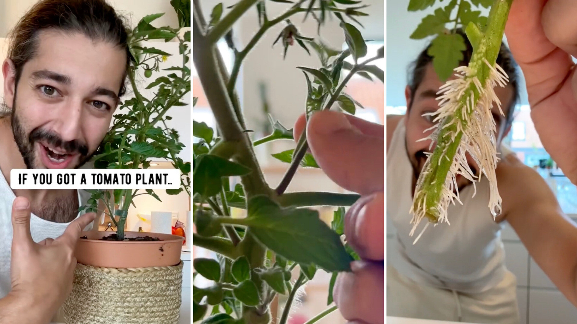 Hack expert shows simple method for endlessly cloning tomato plants: ‘He found the infinite ...