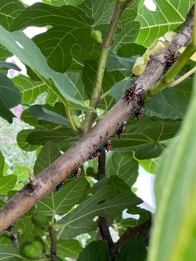 Homeowner warned after making alarming discovery on fig tree: 'The ...