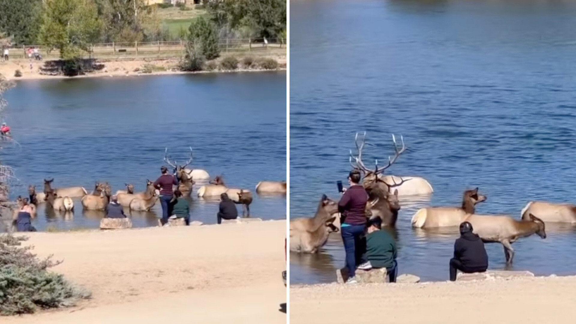 Viral video sparks outrage as ‘tourons’ crowd around stressed wildlife ...