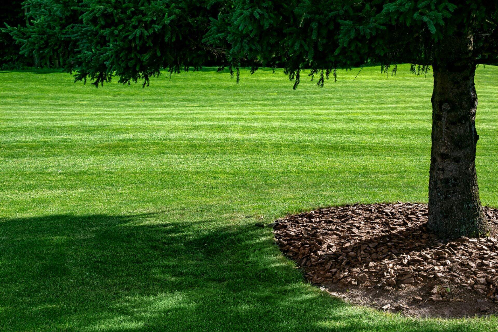 Photo of alarming yard design with hazardous effects sparks concern ...