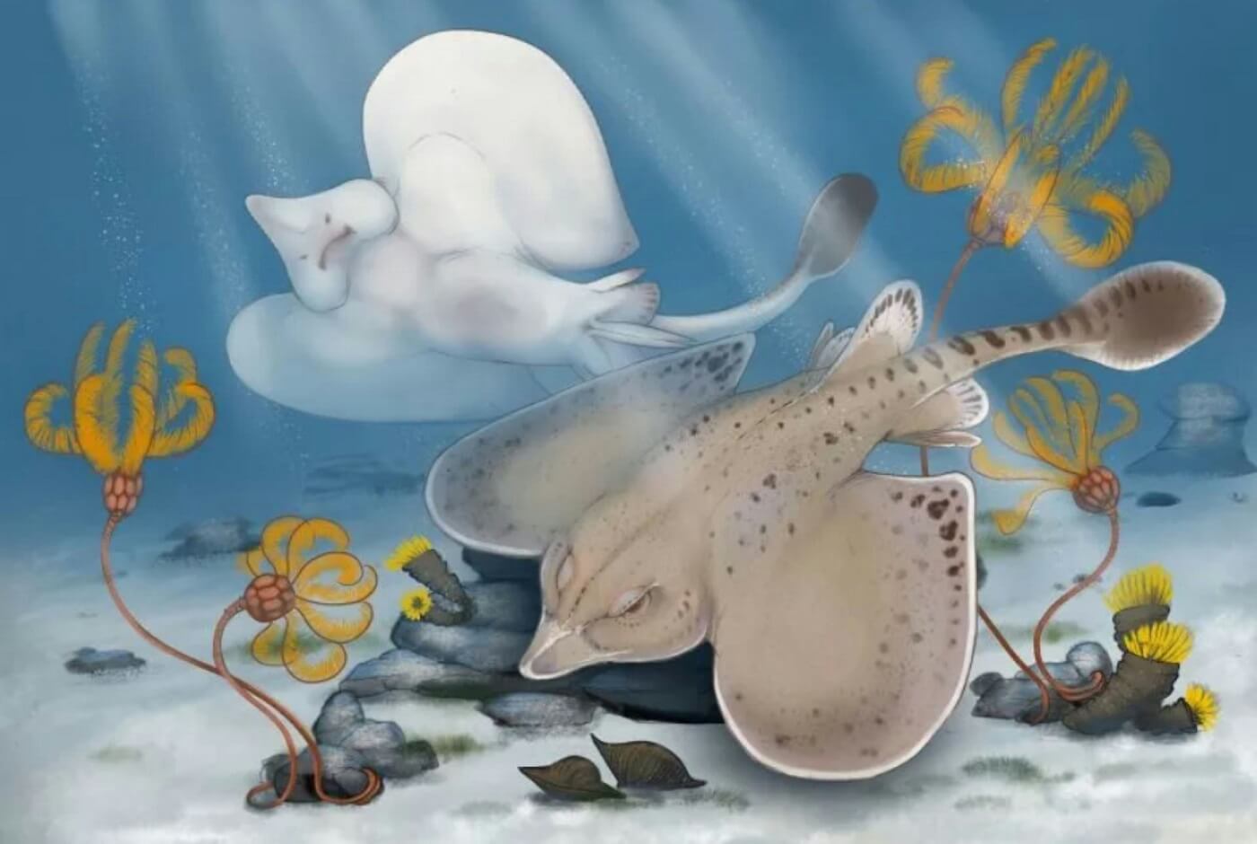 Ancient shark species unearthed in landlocked state's national park ...