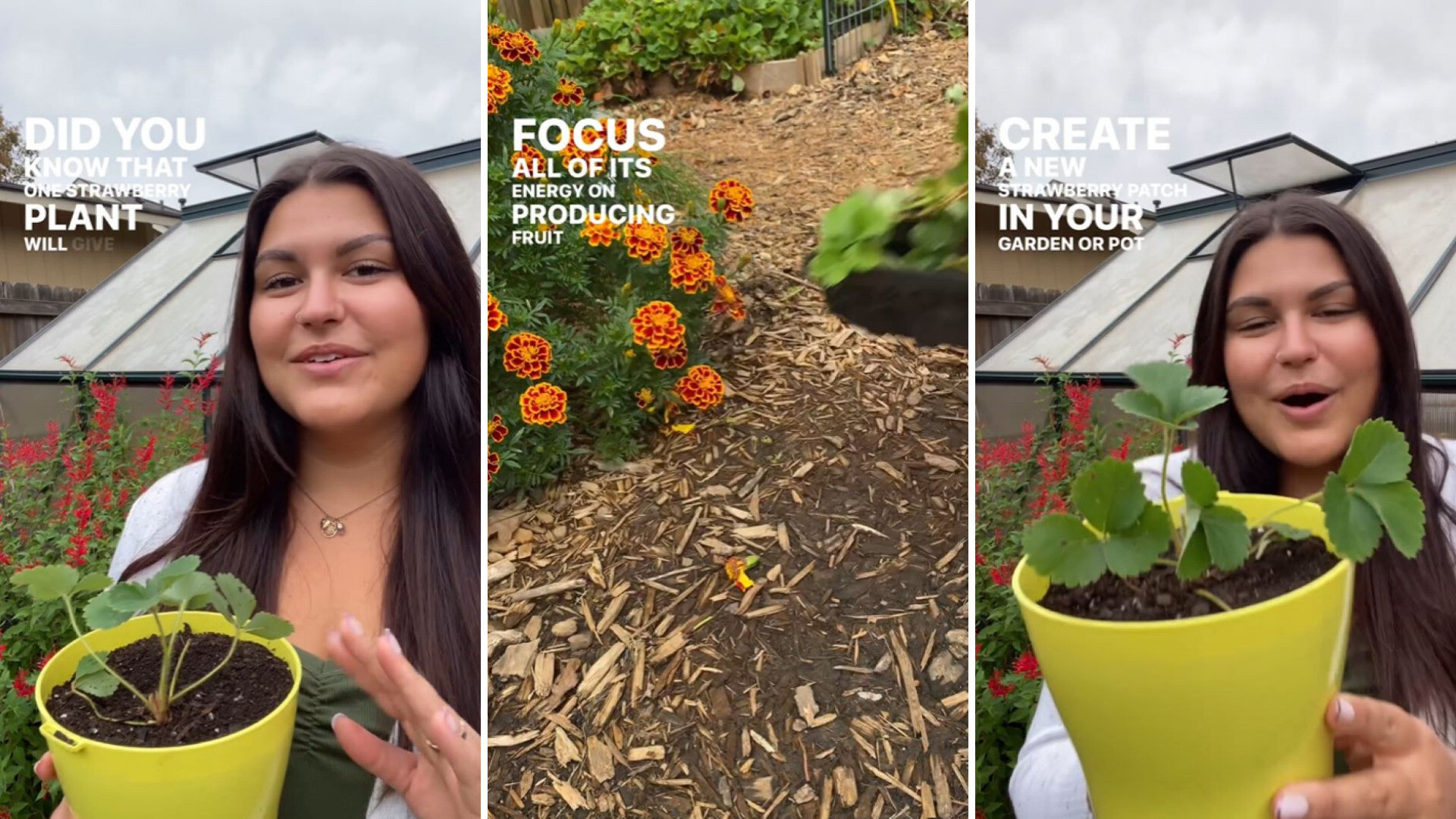 Expert gardener shows how you can get 'an infinite amount of strawberry ...