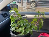 Gardener Met With Dire Warnings To Destroy New 4 Plant I Am Gardener Met With Dire Warnings To Destroy New 4 Plant I Am