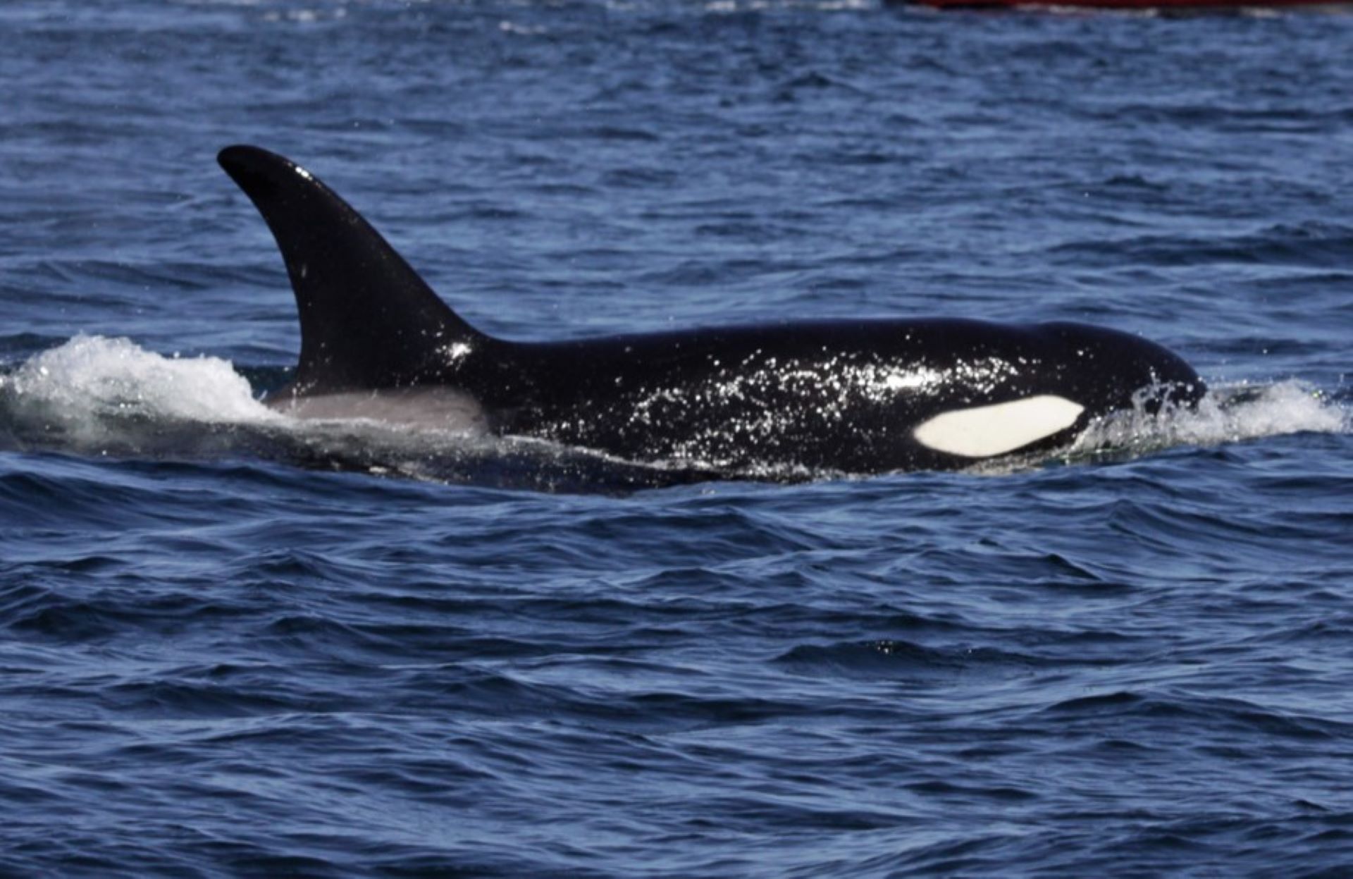 Experts make disturbing autopsy discovery on orca after missing obvious ...