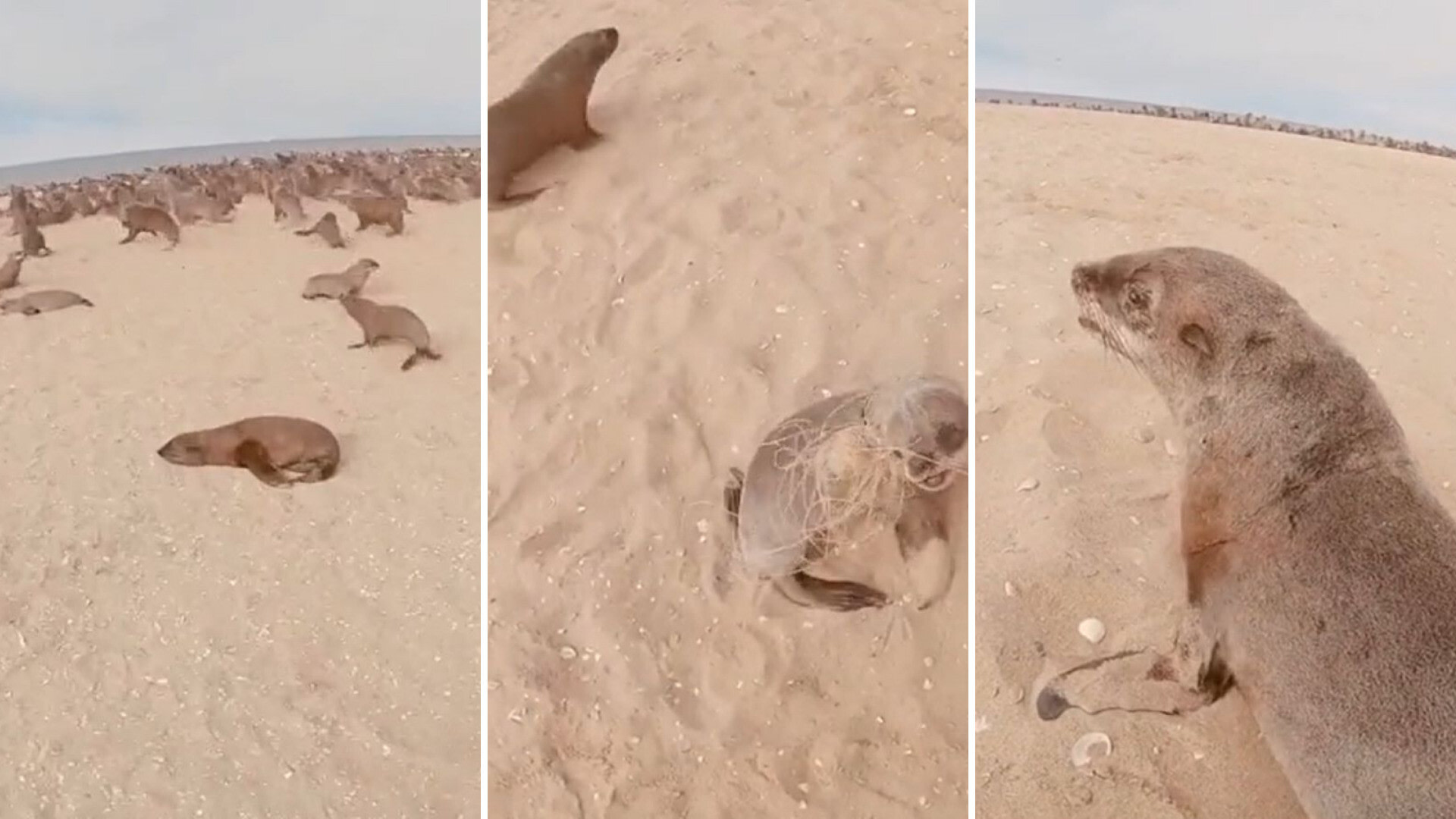 Video shows heroic rescuers save seal from potentially fatal situation ...