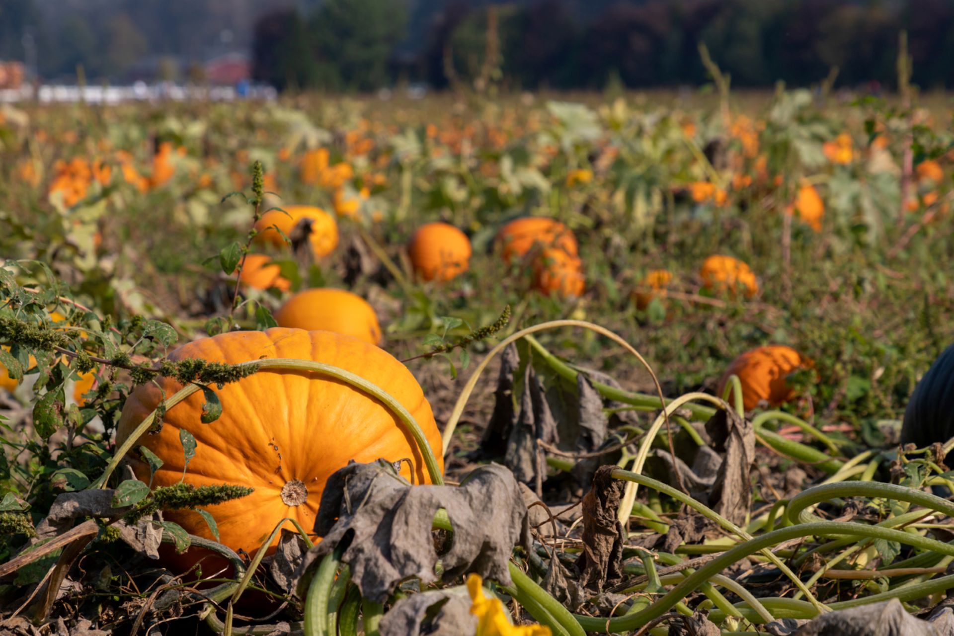 Pumpkin farmers are facing an unprecedented crisis: 'There's no future ...