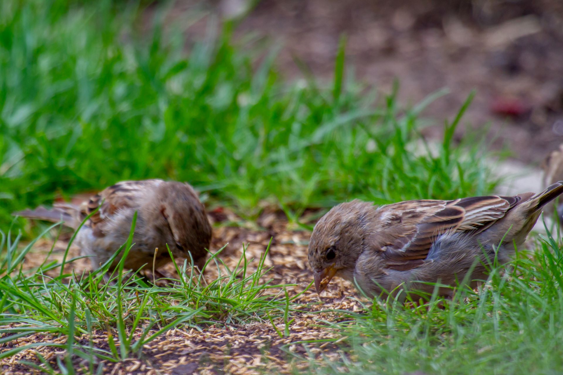 Gardener's native landscaping attempt brings unexpected encounter with ...
